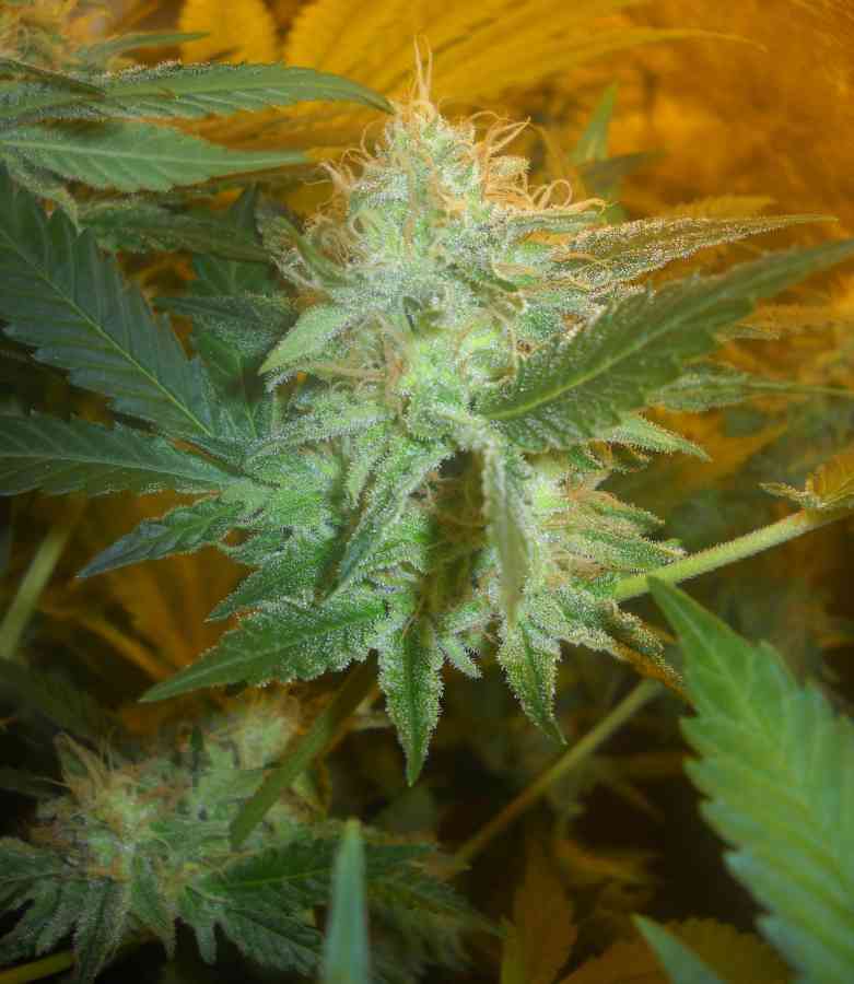 Mamba Negra Strain > Blim Burn Seeds THC 15-20%