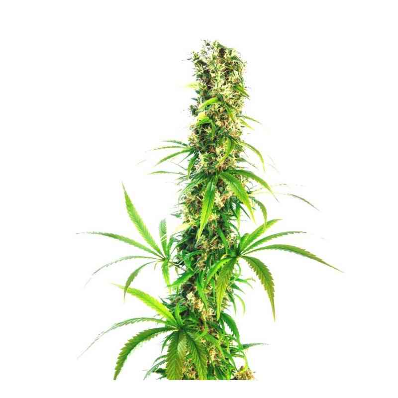 Michka strain > Sensi Seeds THC 15-20%