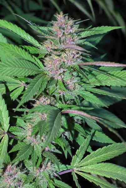 Pakistan Chitral Kush seeds by Cannabiogen – order here