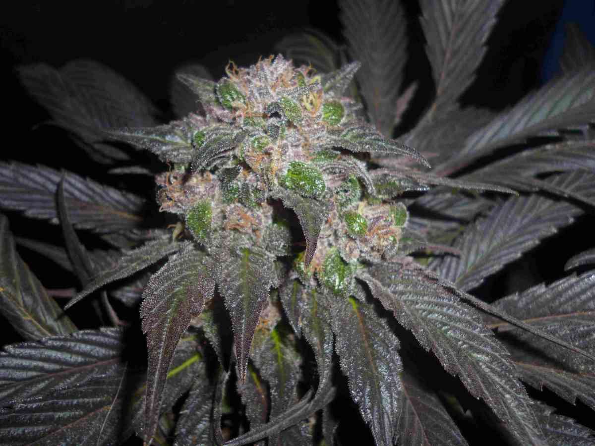 Pakistan Chitral Kush seeds by Cannabiogen – order here
