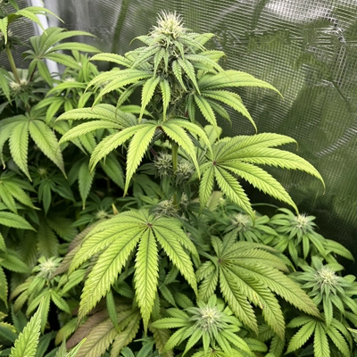 Papaya Sherbet seeds from Fast Buds - order cheap here