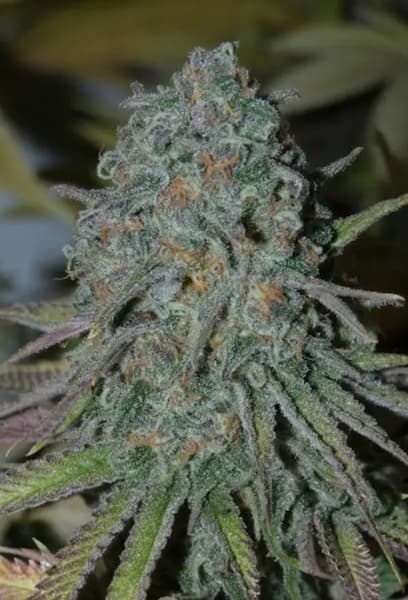RainBoof Seeds | Bask Triangle Farms | Linda Seeds