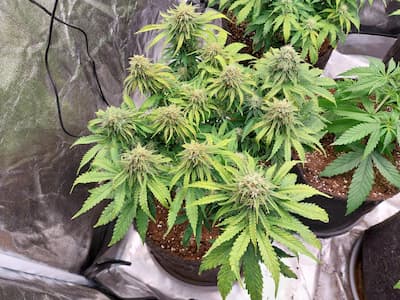 Rainbow Fuel seeds by Grounded Genetics – order here