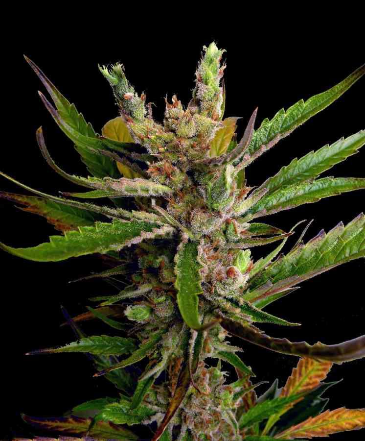 Ripper Haze seeds by Ripper Seeds – order here