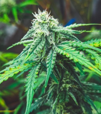 Auto Runtz strain > Original Sensible Seeds THC > 20%