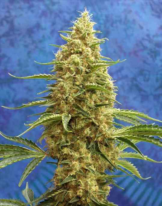 Satori strain > Mandala Seeds THC > 20%