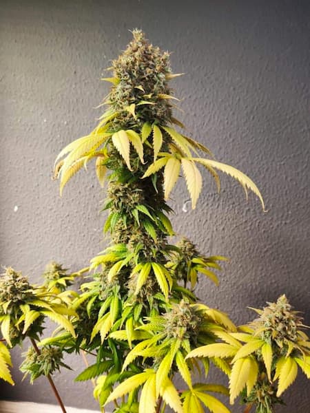 Smoothie – Pure Instinto | Indica 21–23% THC